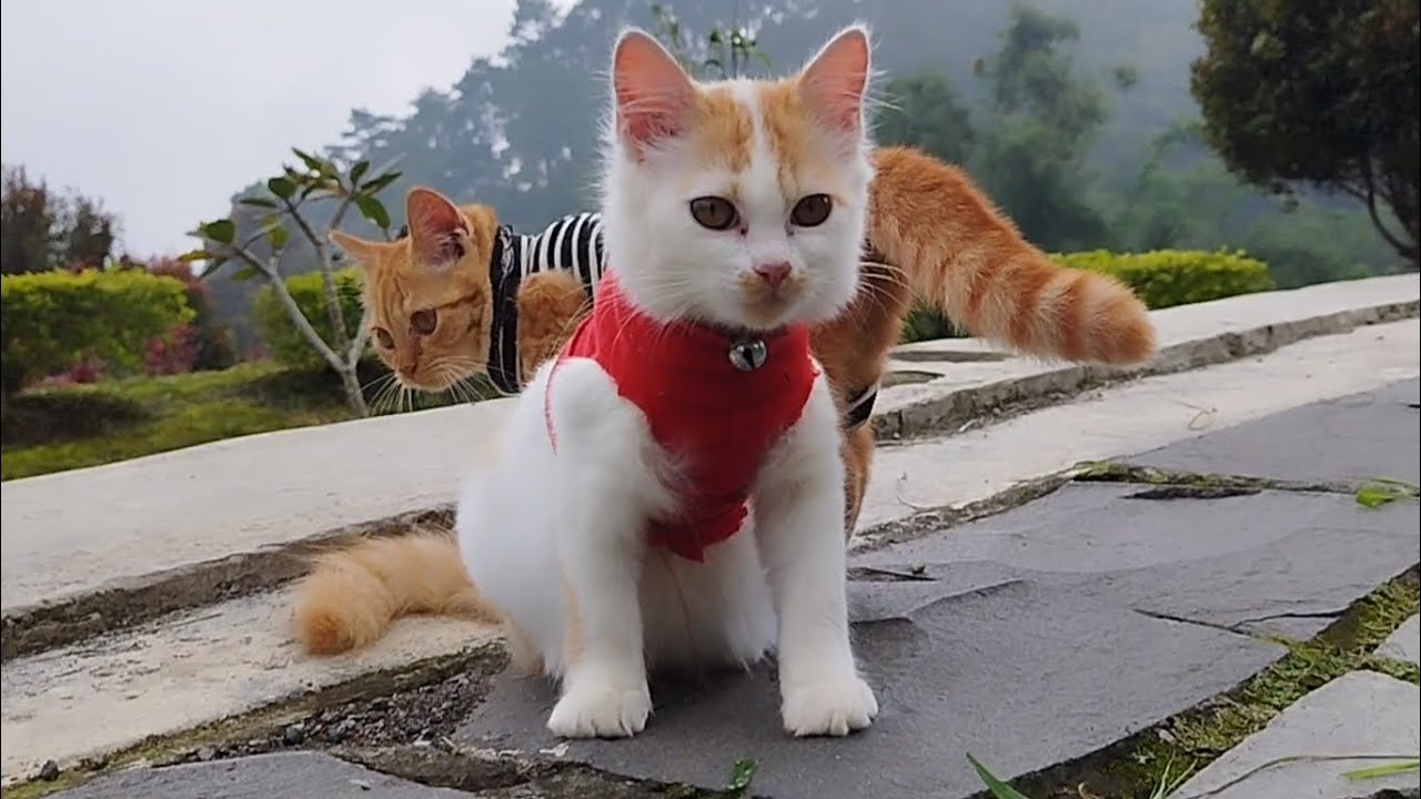 MEOWING CUTE - kitten cats - funny moments cats - Suara Binatang 455 ...