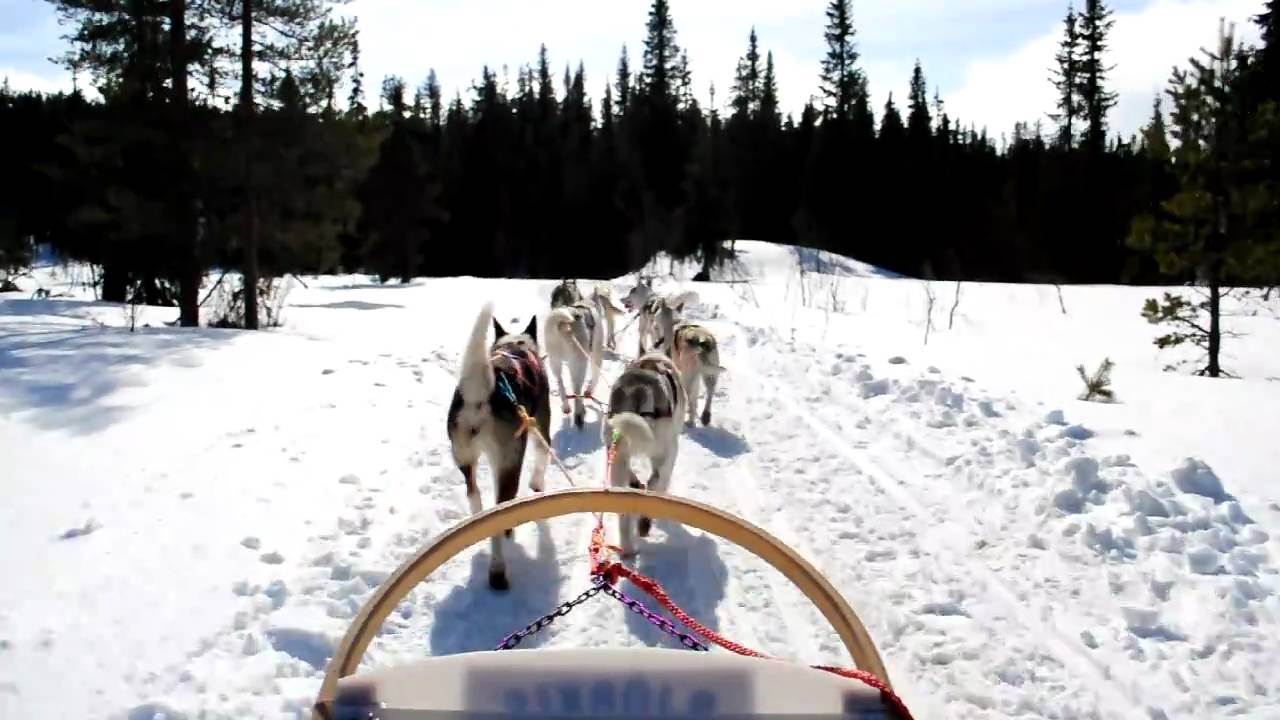 Hundsläde i Sälen, första april 2011. - YouTube