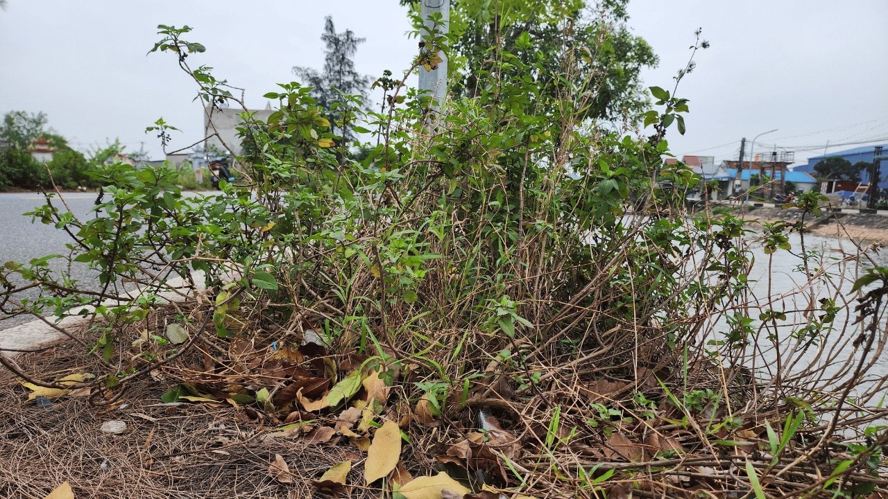 Mowing Overgrown Sidewalk Grass | Transforming Streets! Cleanup Free ...