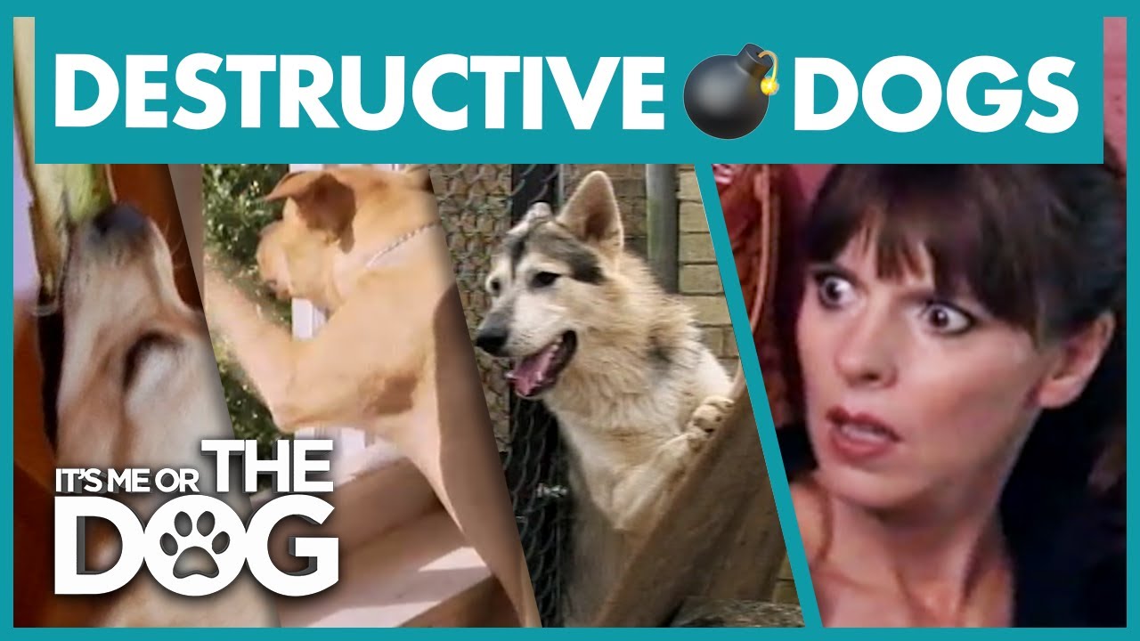 The Most Destructive Dogs | Best of It's Me or the Dog - YouTube