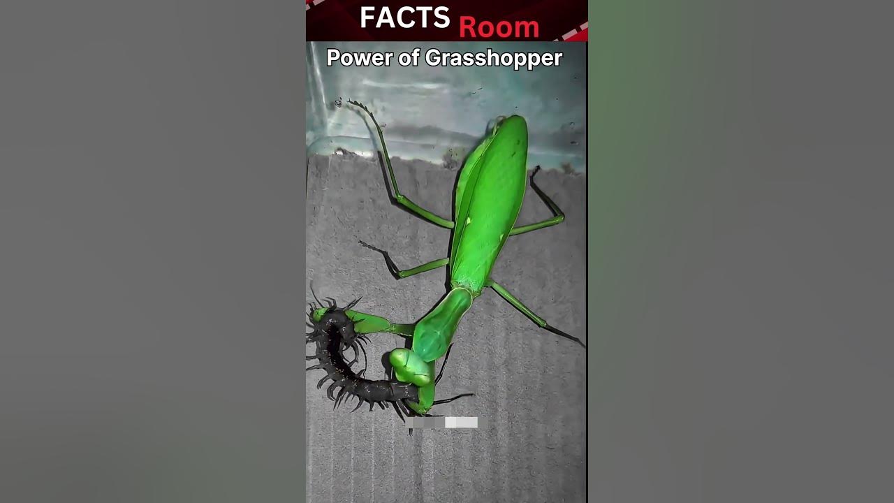 Grasshopper 🦗 power 💪 - YouTube