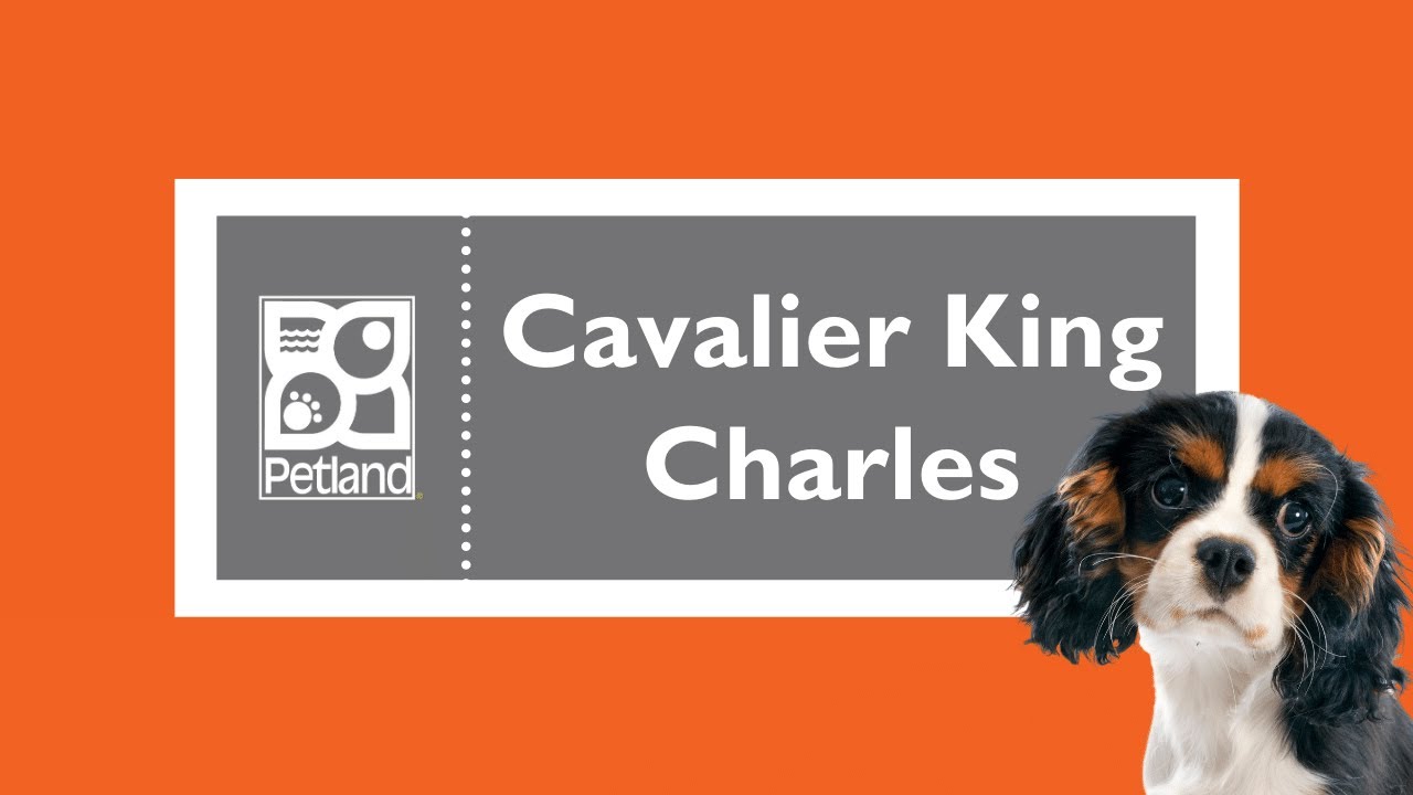 Cavalier King Charles Spaniel Fun Facts - YouTube