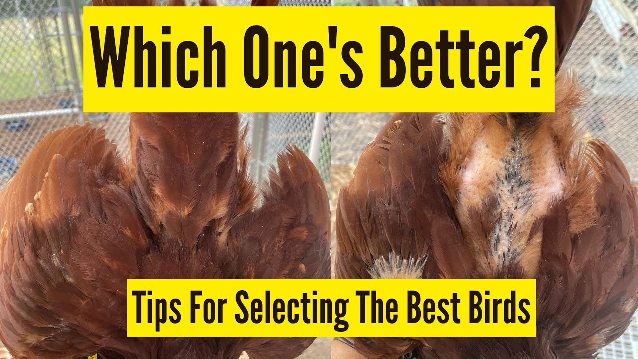 Tips For Selecting The Best Birds - YouTube