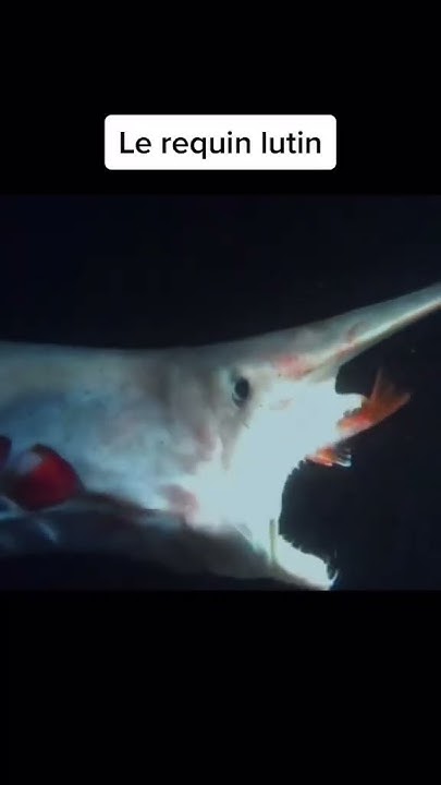 Voici les choses les plus effrayantes trouvés sous l'eau ! - YouTube
