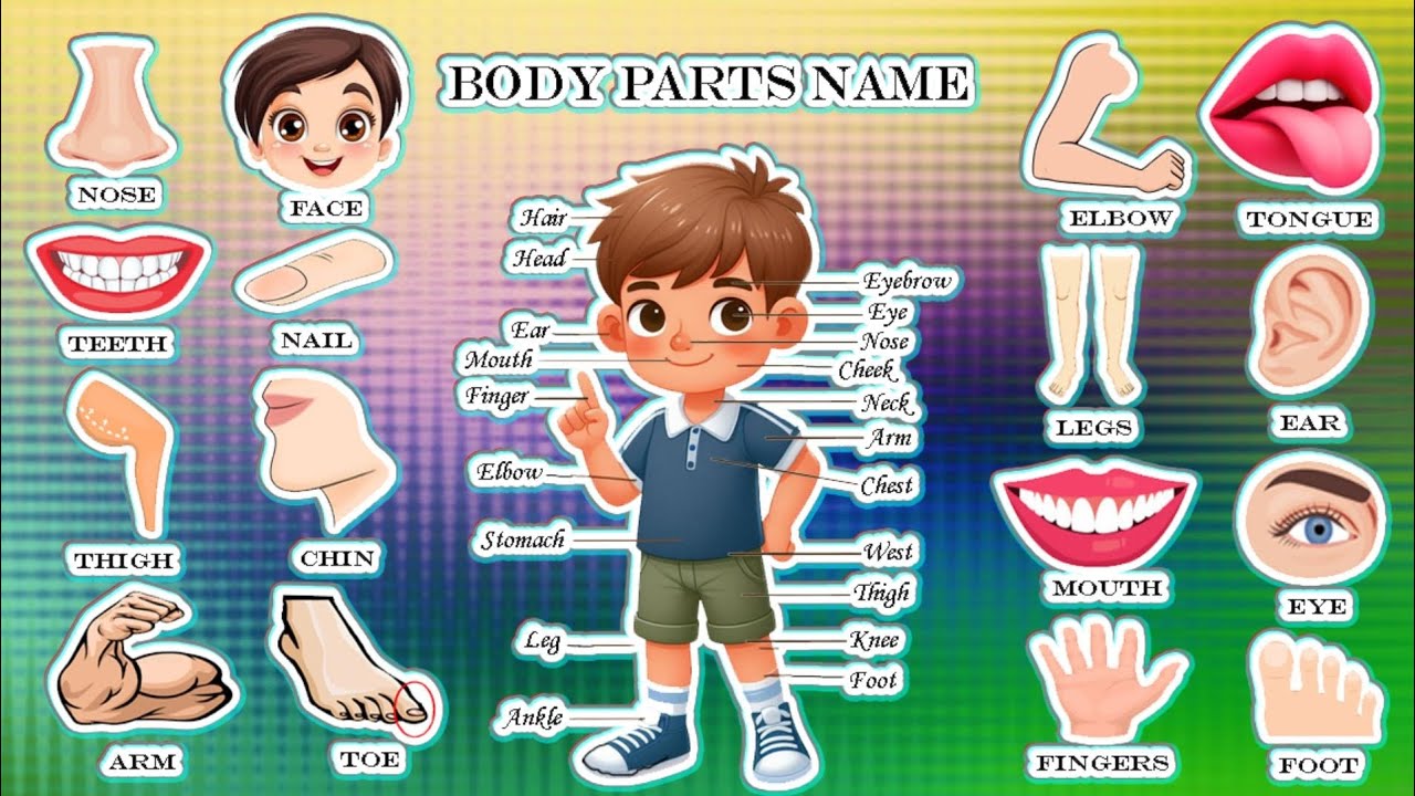 Learn Body Parts for Kids | Fun & Easy Educational Video for Toddlers ...