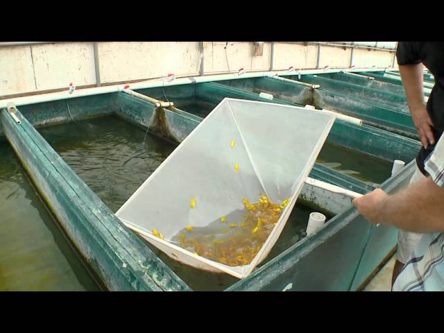 Aqua Farming In Florida Fish Farms Won't Let Native Populations Off