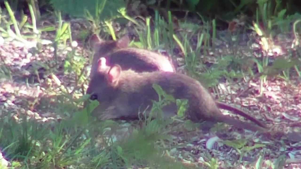 Ein Video über die Wanderratte mit Ihren Jungen - YouTube