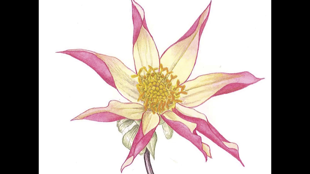 Radical Botany art exhibition - Eden Project - YouTube