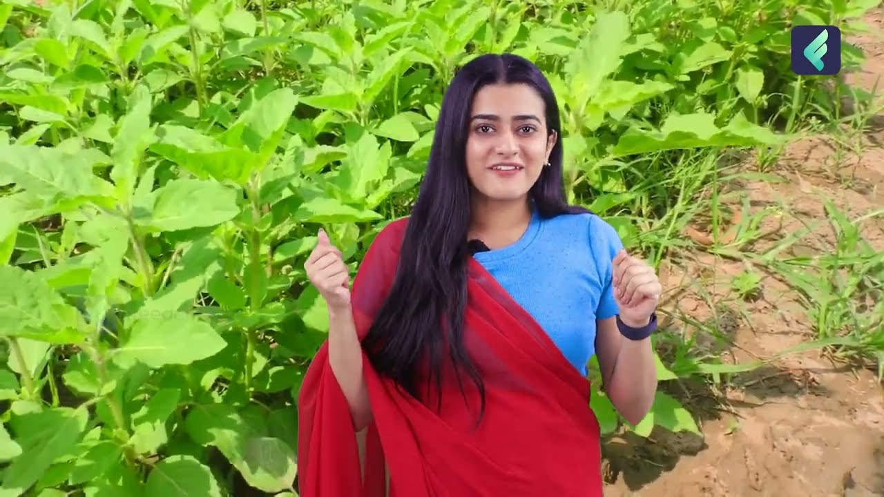 तुलसी की खेती से कमाएं लाखों | Tulsi Farming Business Plan Explained ...