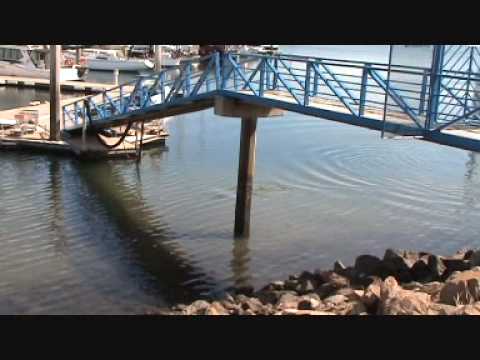 North Haven Marina Dolphins. Adelaide. - YouTube