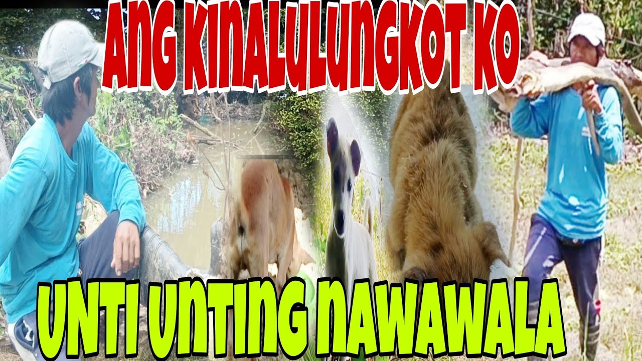 Hindi Ito Kakayanin,Pangangahoy Sa Ilog tuyong Tuyo Na/Buhay Probinsya ...