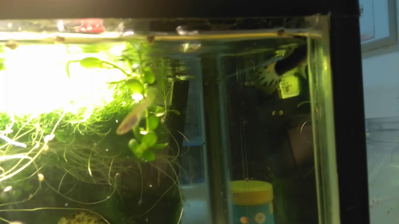 Sick Guppy.. what should you do??? - YouTube