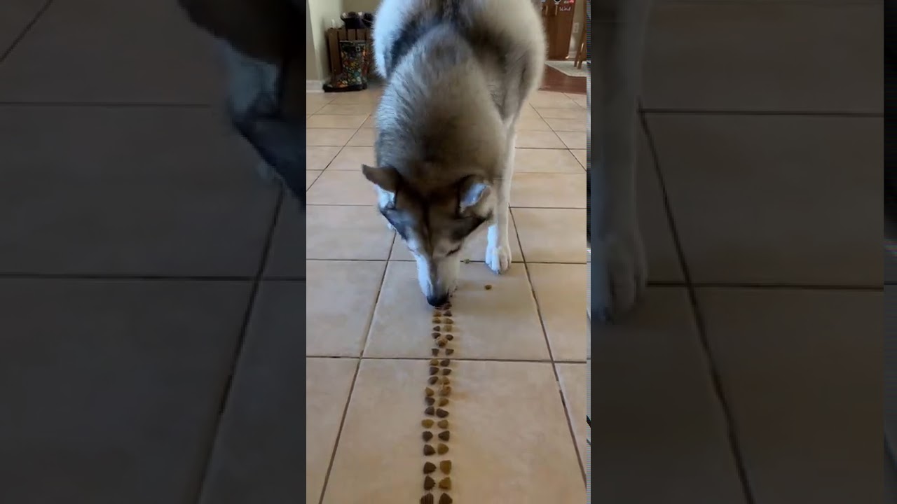 Husky Eats 500 Kibble In 60 Seconds!!! #shorts - YouTube