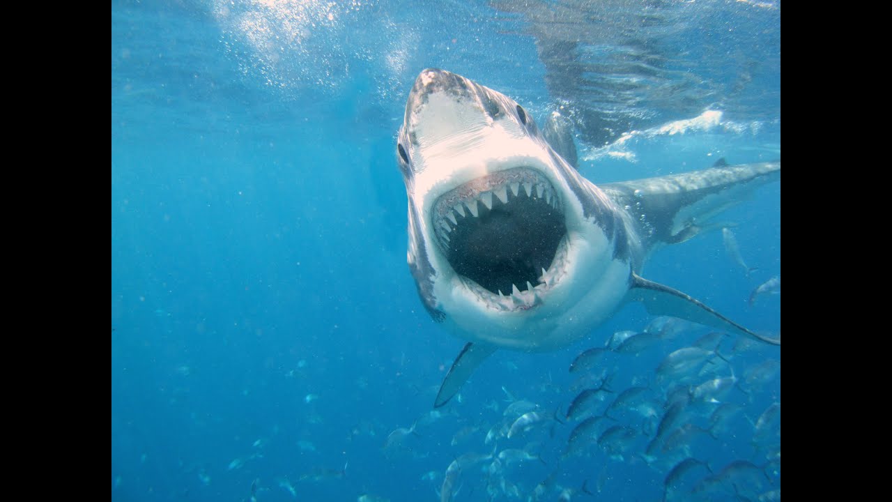 Paranormal Activity Shark - YouTube