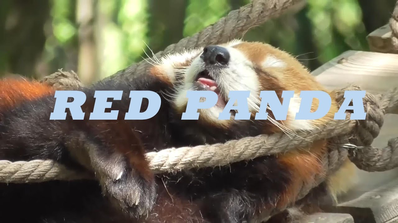 RED PANDA - YouTube