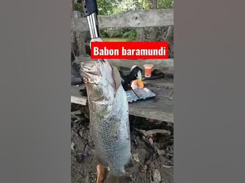 BABON PENGHUNI RUMPON - YouTube