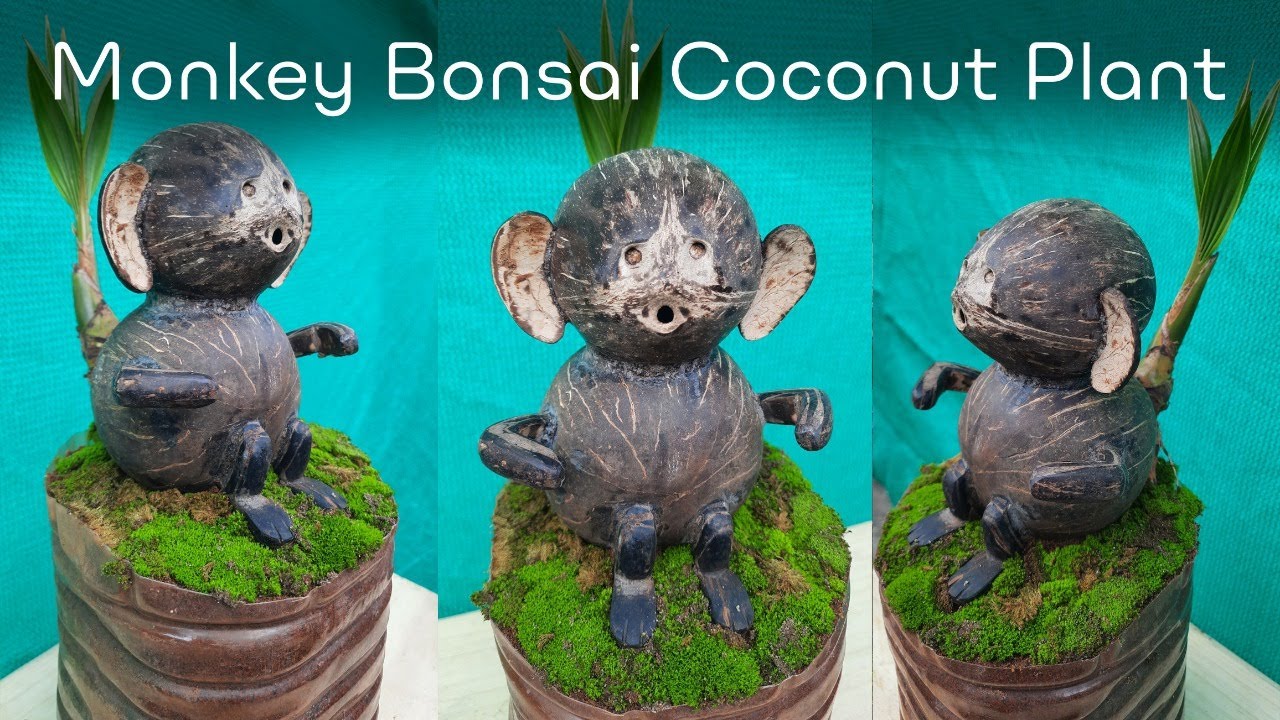 Monkey Bonsai Coconut Plant #bonsai #handicraft - YouTube