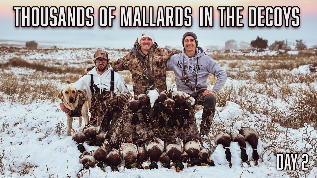 EPIC Field Duck Hunt on PUBLIC LAND | DIY Waterfowl Trip - Day 2 - YouTube