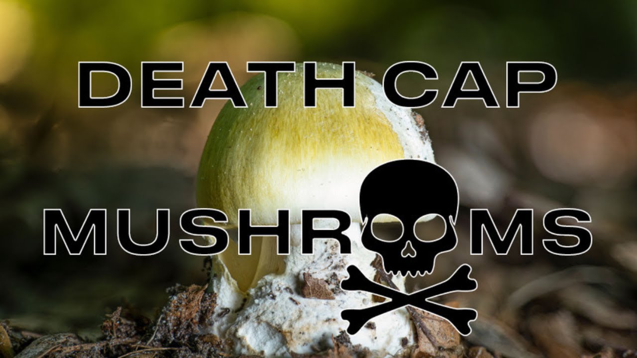 Death Cap Mushrooms: Please Don't Eat These - YouTube