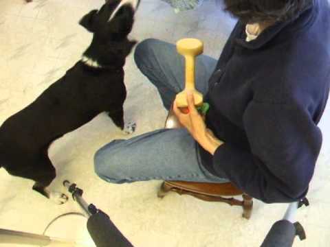 Training Service Dog Retrieve: Teaching the Hold with Tugging # ...