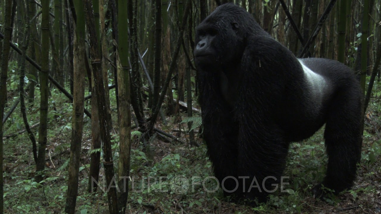 Mountain gorilla (Gorilla beringei beringei)Silverback, Guhonda, in ...