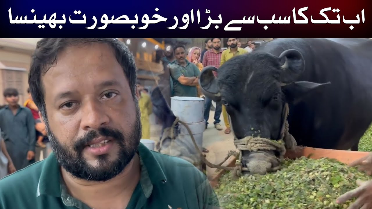 A Beautiful Buffalo Donated by Mr. Imran Sheikh Owner of Kababjees ...