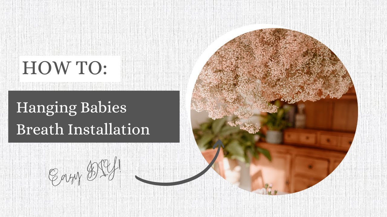 How to Make a Hanging Baby's Breath Installation | DIY Wedding Ceiling ...