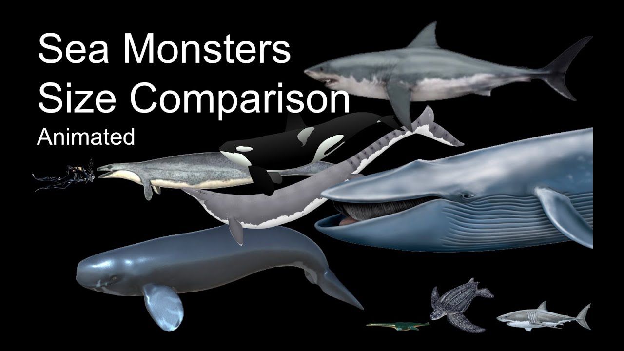 Sea Monsters Size Comparison Animated - YouTube