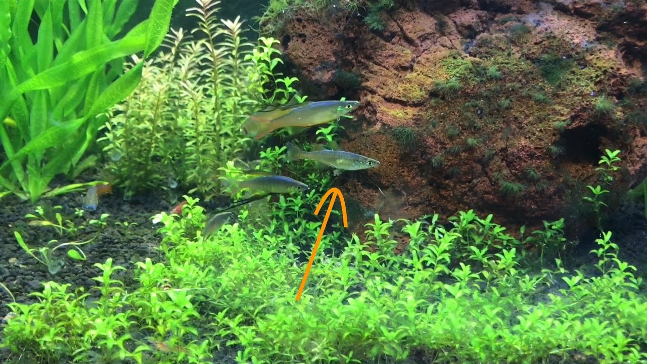 Threadfin Rainbow fish Spawning - YouTube