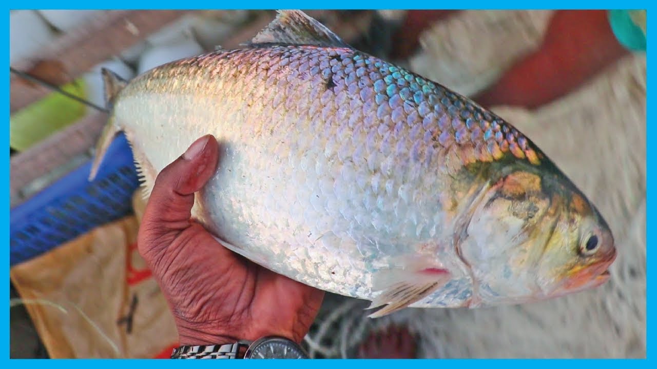 Amazing Fast Hilsa Fishing Skill (PART 107) - Catching Hilsa Fish Big ...