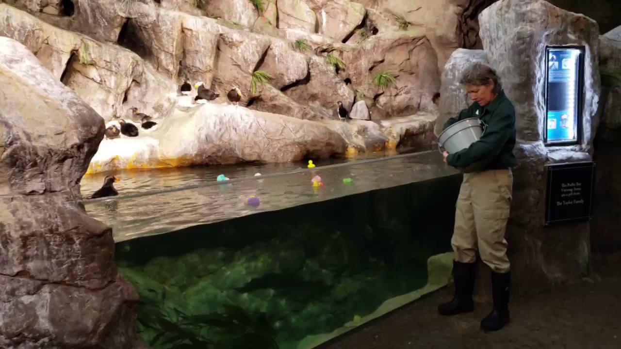 Puffins and Rubber Ducks at the Saint Louis Zoo - YouTube