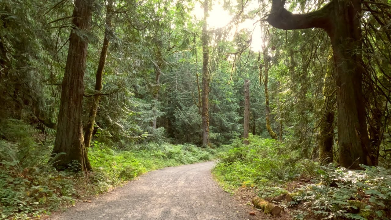 4K Virtual Trail Walk | Forest Paved Trail, Issaquah, Washington - YouTube