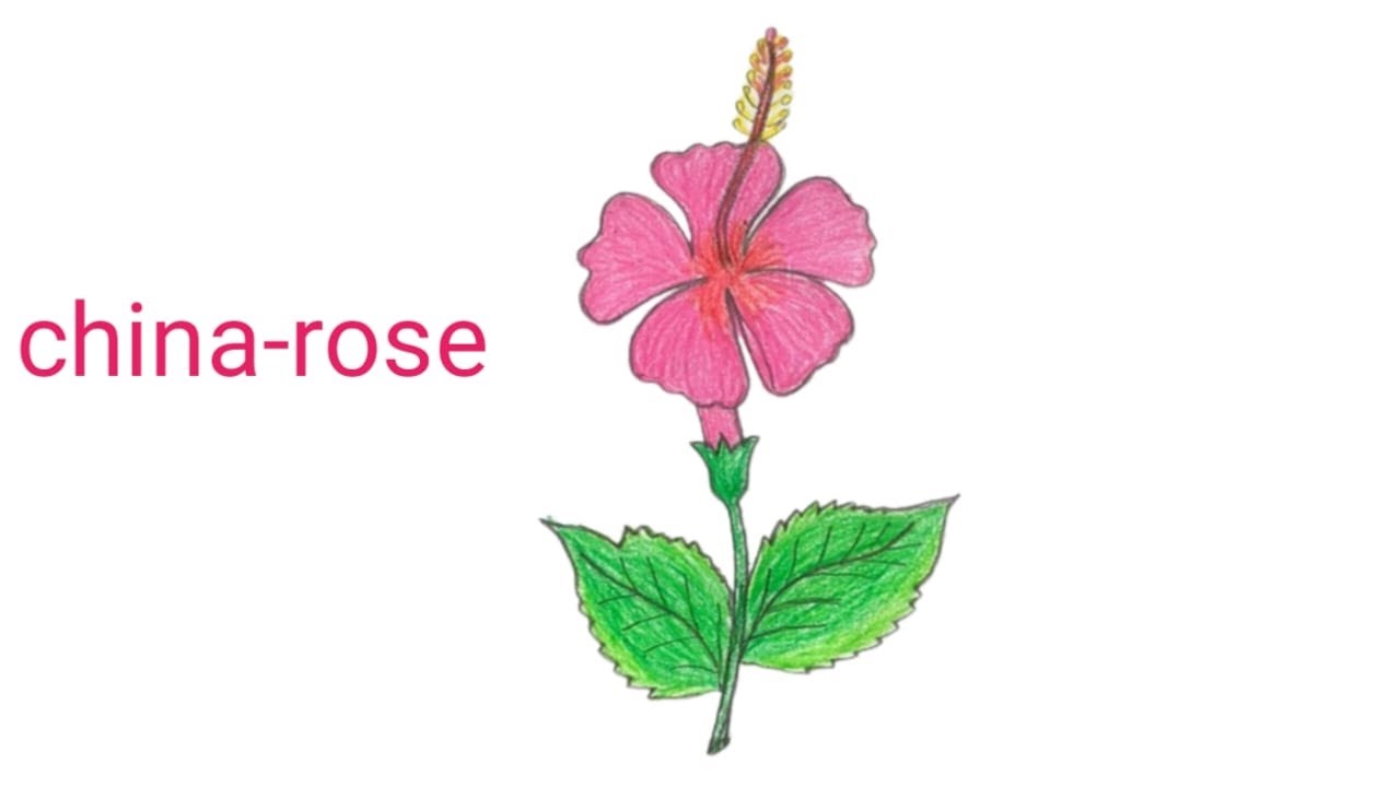 How to draw china - rose step by step , How to draw a hibiscus easy ...