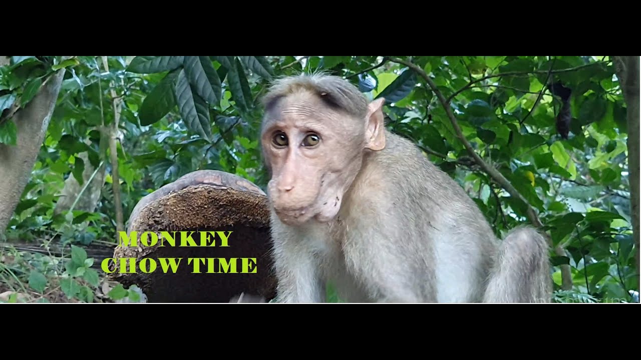 Monkey chow time - Rice party in the Trees - YouTube
