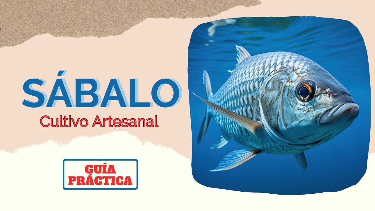 CULTIVO DE SABALO Fases: SIEMBRA, LEVANTE, ENGORDE, COMERCIALIZACIÓN ...