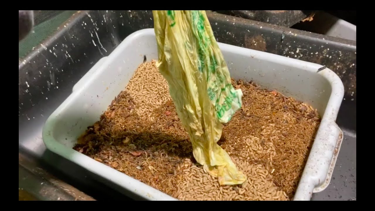 Soldier Fly Larvae vs BioBags - YouTube