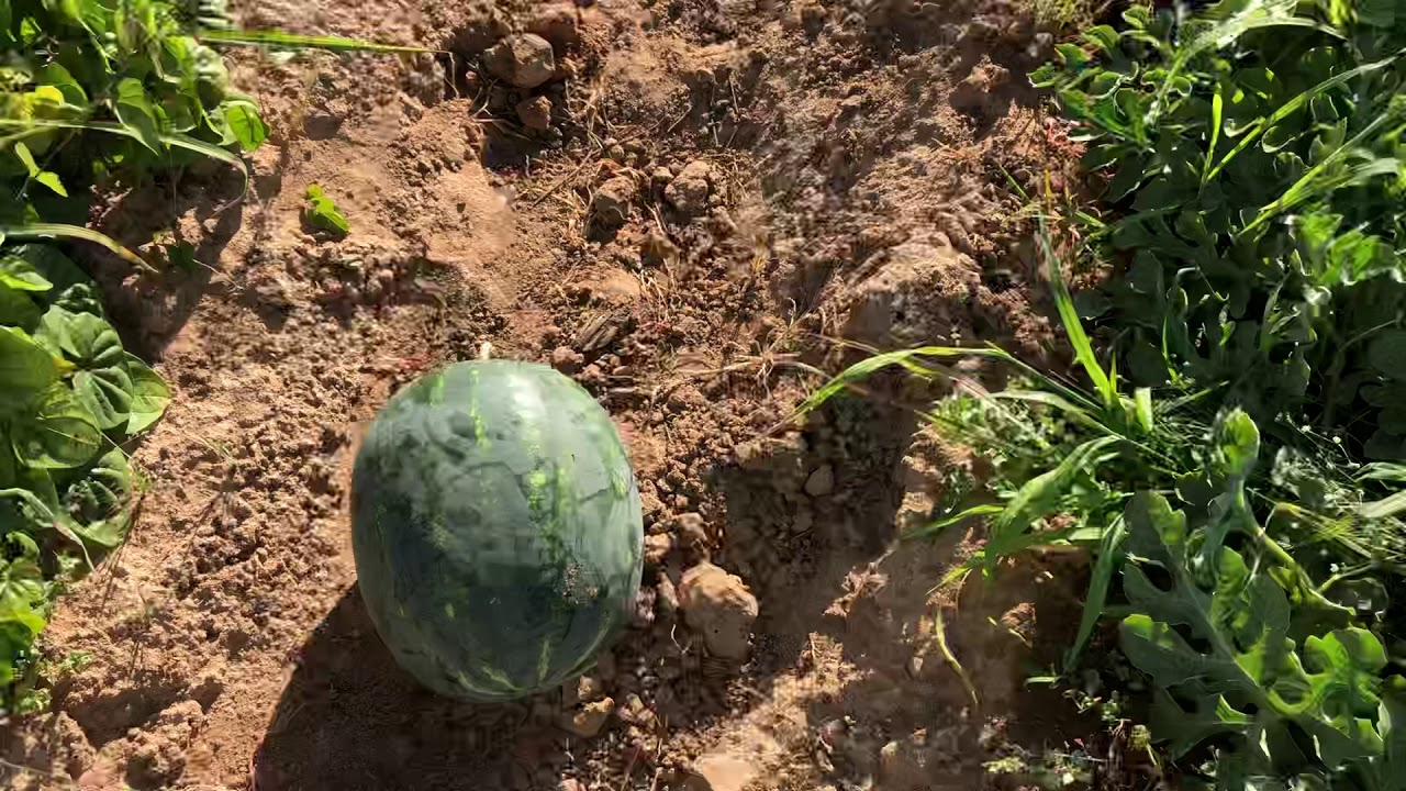 Mus de dib liab - YouTube