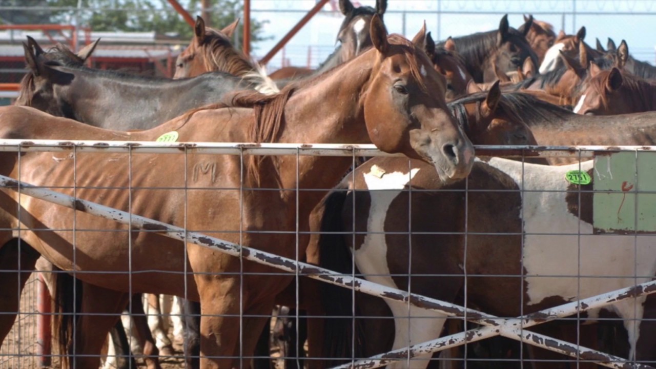 "From Winner's Circle to the Slaughterhouse, the Tragic Life of a ...