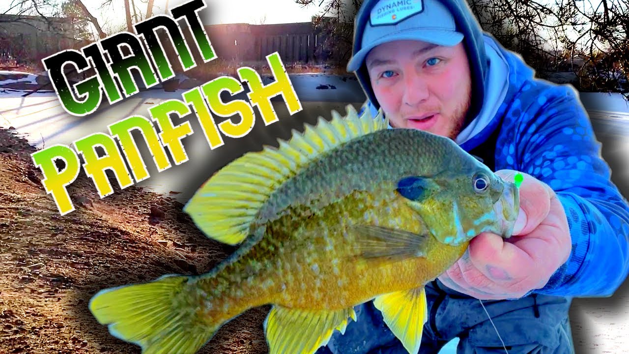 Giant Panfish