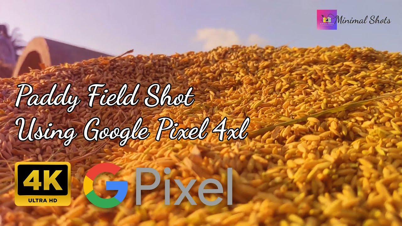 Paddy Field Processing By Farmers in Village | A shot using Google ...