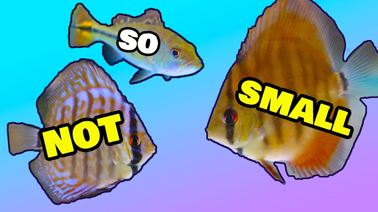 Baby fish not so small now! 2 month growth update - YouTube