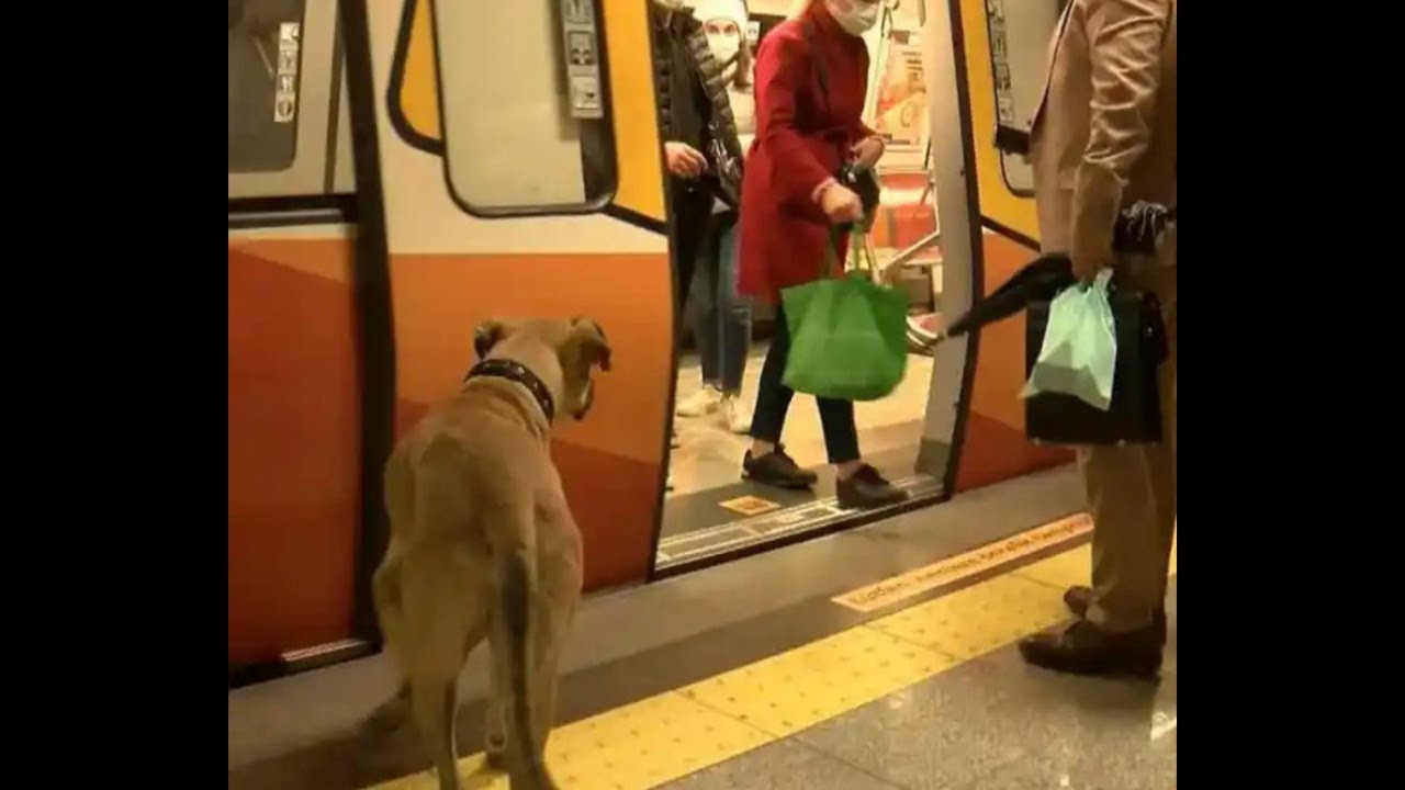 Dog Travels 30Km By Subway Every Day Until Man Follows Him - YouTube