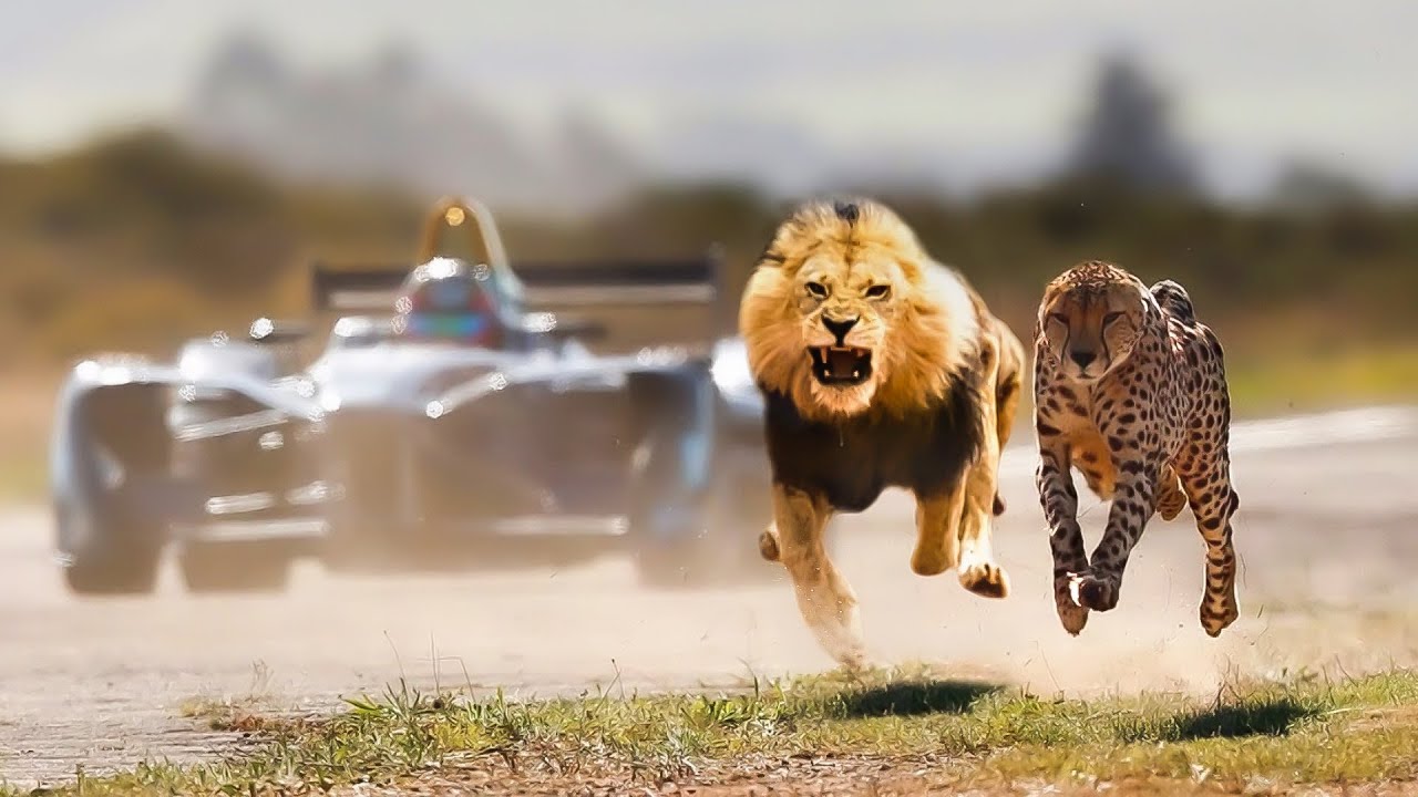 The Top 10 Fastest Land Creatures - YouTube