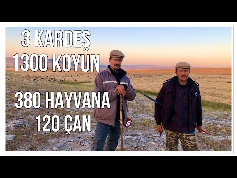3 KARDEŞ 1.300 KOYUN - 380 KOYUNA 120 ÇAN