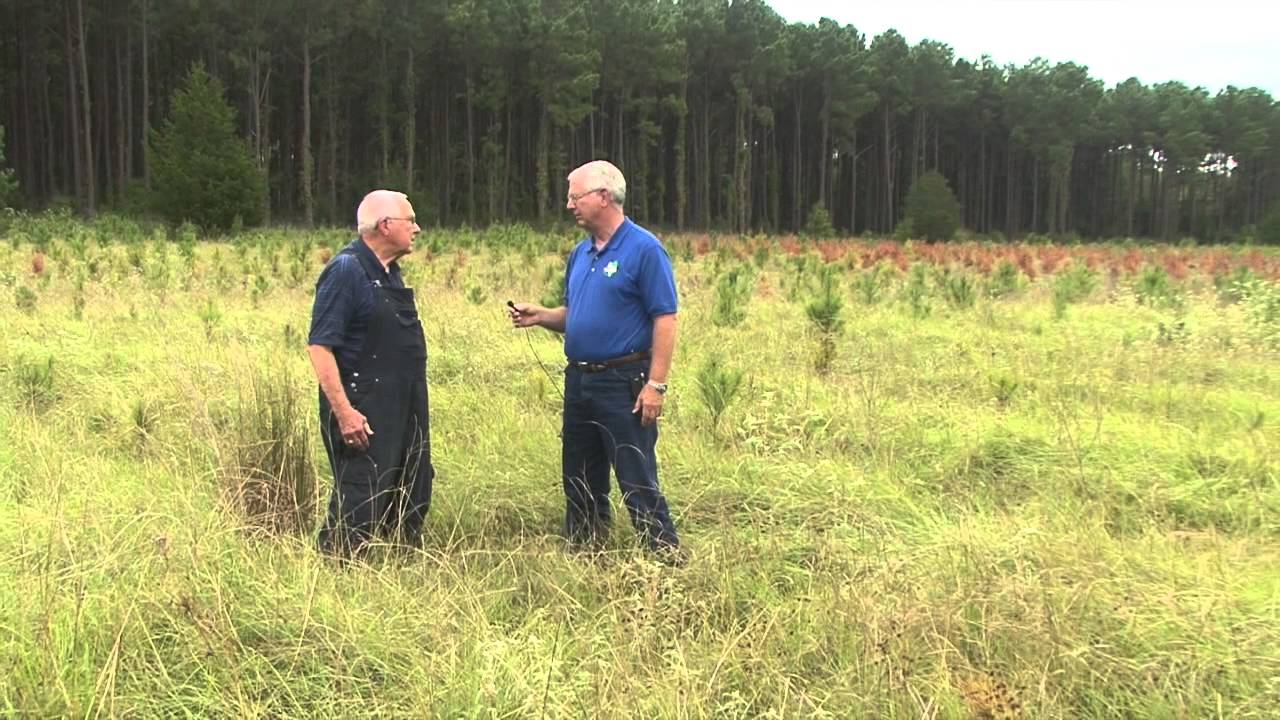 2015 Tree Farm Interview - Kloesel - YouTube