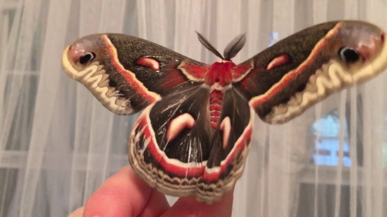 Cecropia Silk Moth Fluttering - YouTube