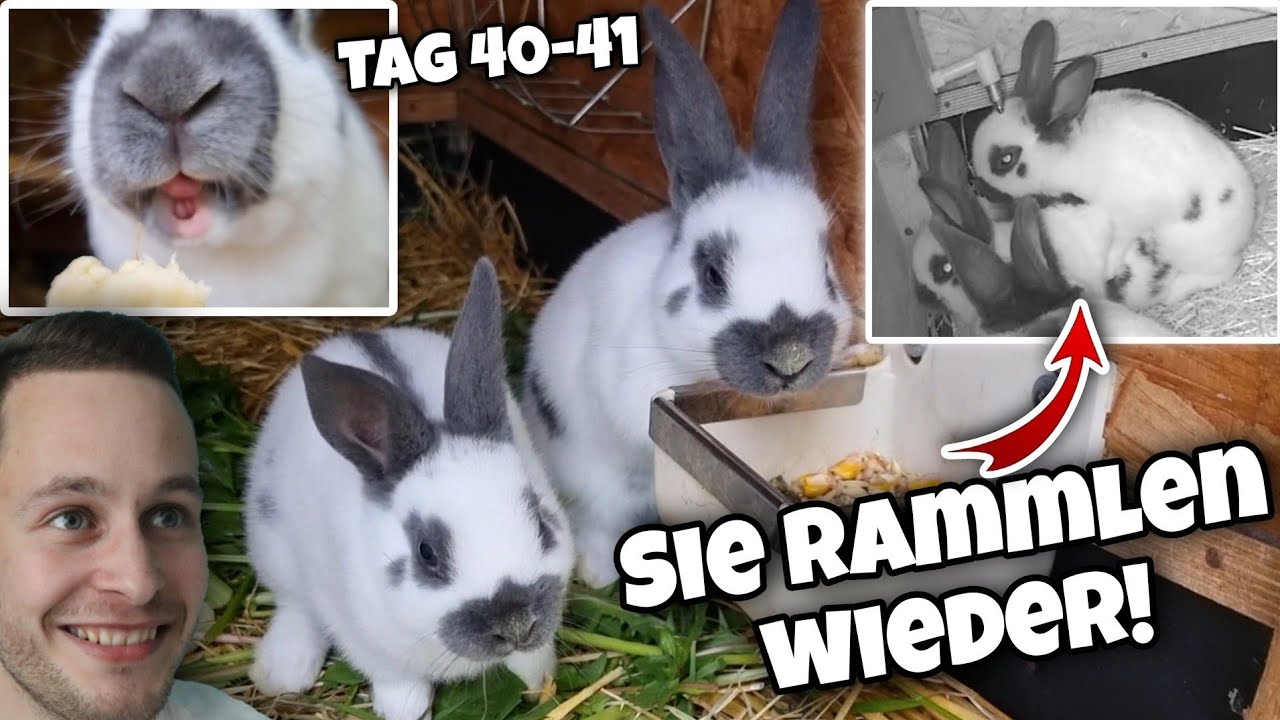 Jungtiere RAMMELN sich gegenseitig! 😄🙈 (Tag 40&41) 🐇 + Nachtszenen ...