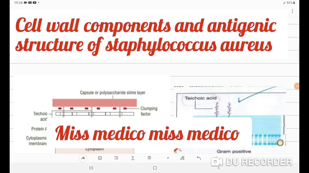 CELL WALL COMPONENTS AND ANTIGENIC STRUCTURE OF STAPHYLOCOCCUS Aureus ...