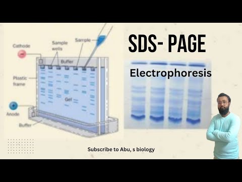 SDS PAGE electrophoresis| protein sepration technique explained # ...