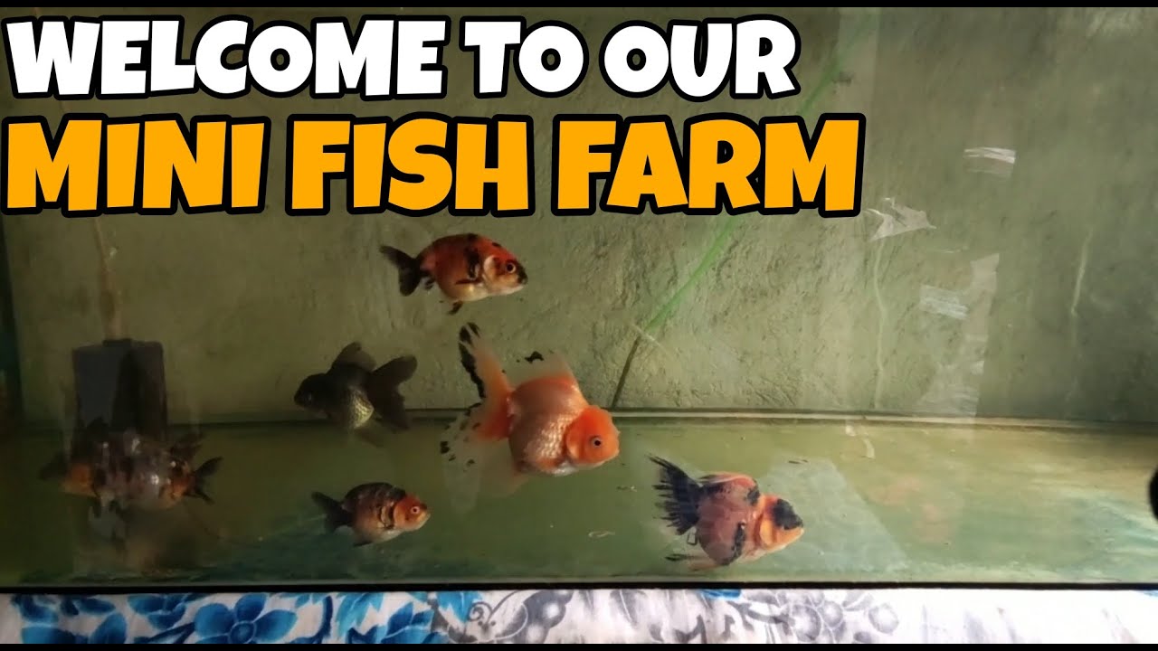 WELCOME TO OUR MINI FISH FARM || Mac03 TV - YouTube